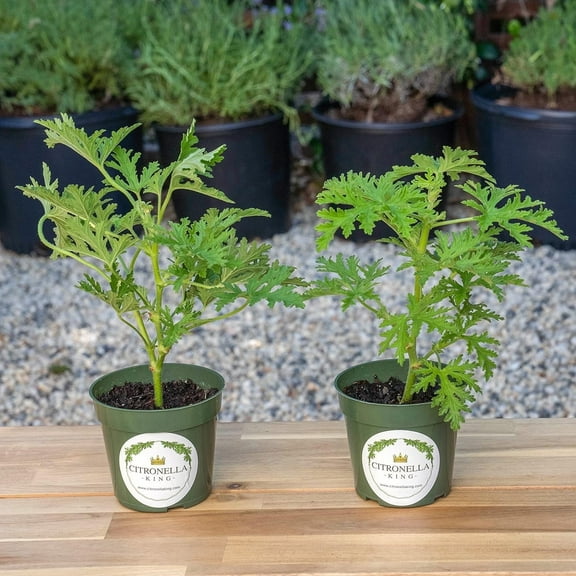 "Indoor Live Large Citronella Plant, Mosquito Plant, Fully Rooted in 4 ...