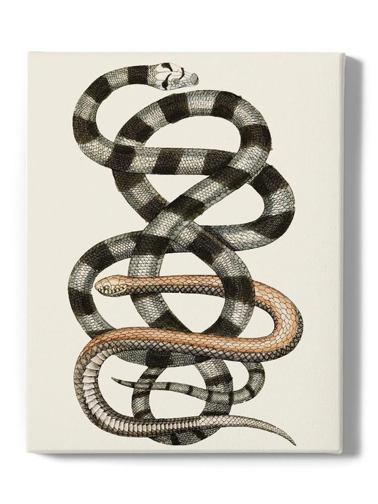 Antique Snakes. I. Wrapped Canvas -Vision Studio Designs, - Walmart.com