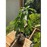 Edgar Mango TREE GRAFTED (2-4 Feet Tall). Ship to all states - Walmart.com