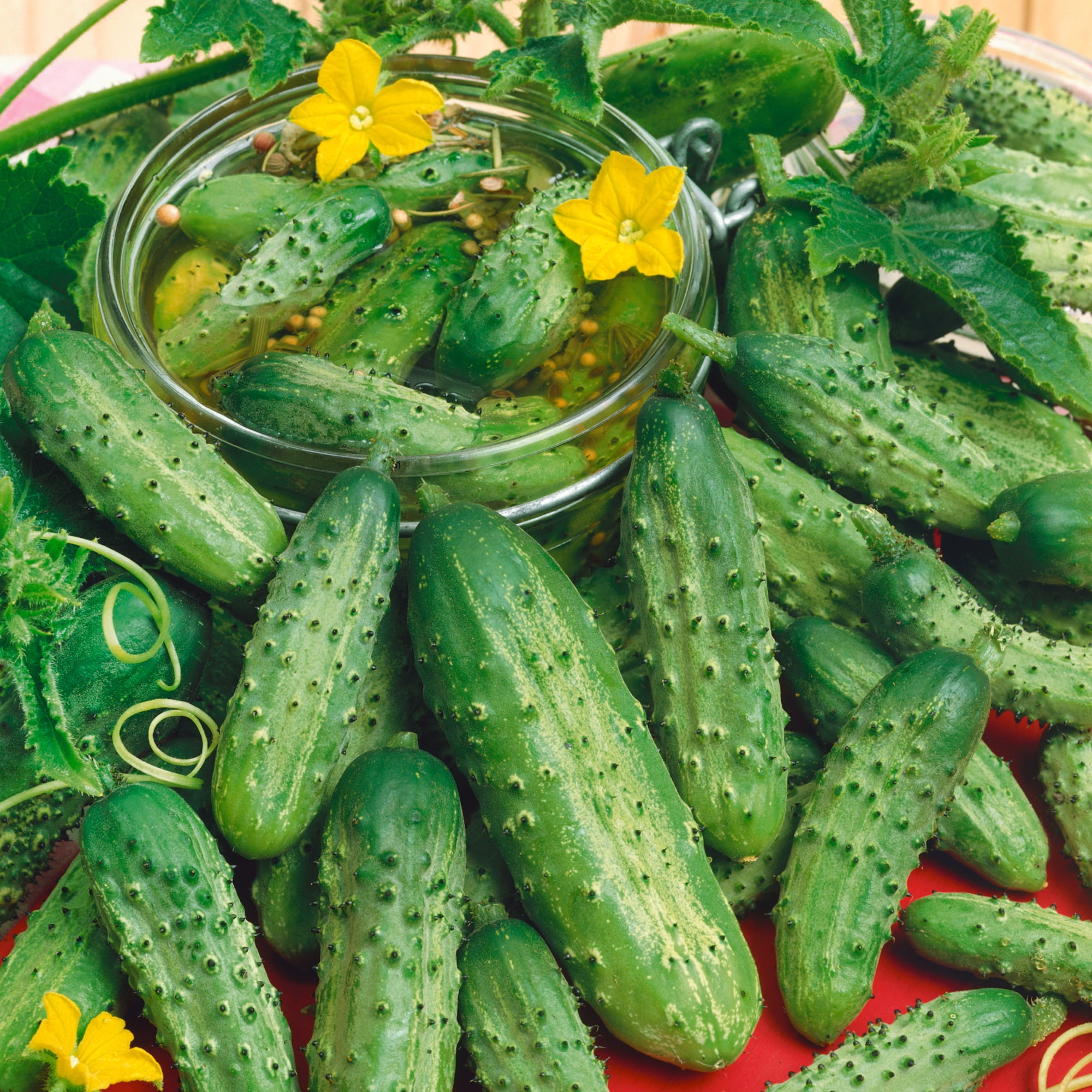 Organic Boston Pickling Cucumber Seeds - 3 g Packet ~102 Seeds - Non ...