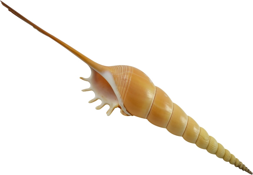 Tibia Fusus Shin Bone Shell 8" and Up - Walmart.com