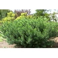 Southern Living Yewtopia Plum Yew Live Shrub in 2-Gallon Grower Pot - Walmart.com