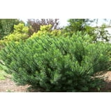 Southern Living Yewtopia Plum Yew Live Shrub in 2-Gallon Grower Pot ...