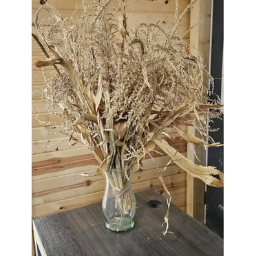 Dried Corn Stalk Bundle for Decor or Display - Corn Shucks with Ears ...