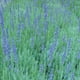 Burpee English Lavender Herb Seed, 1-Pack - Walmart.com