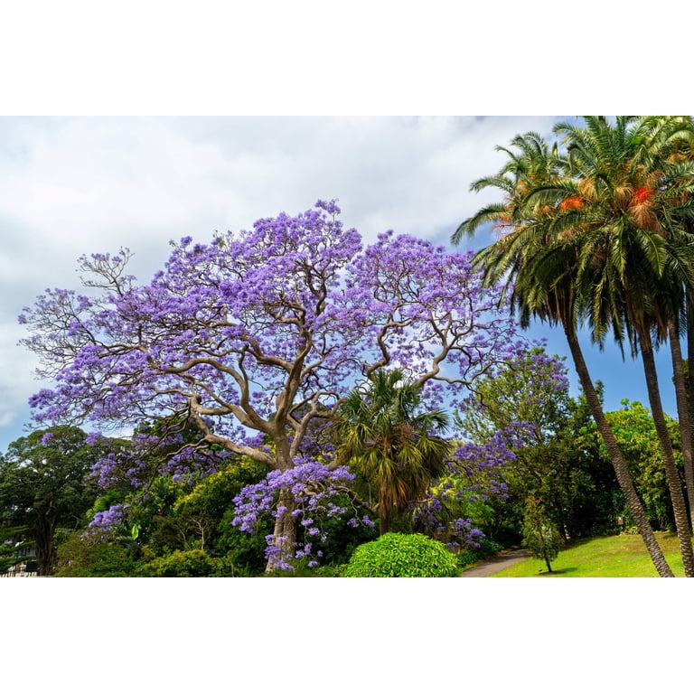 Jacaranda Mimosifolia Brazilian Rose Wood Green Ebony