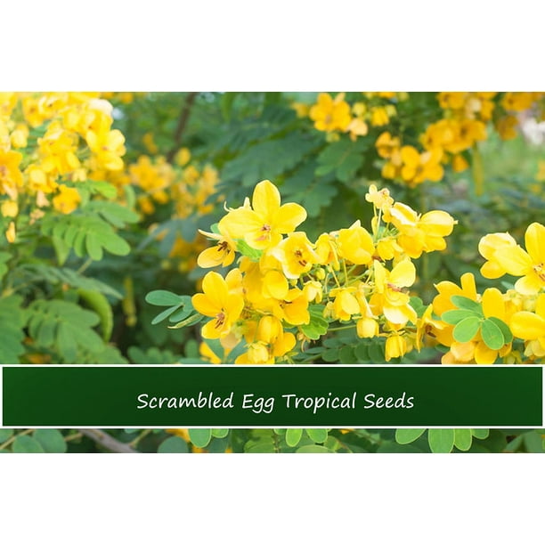 Tropical Seeds-Scrambled Egg Tree -20 Seeds-Sunny Yellow Blooms- Senna ...