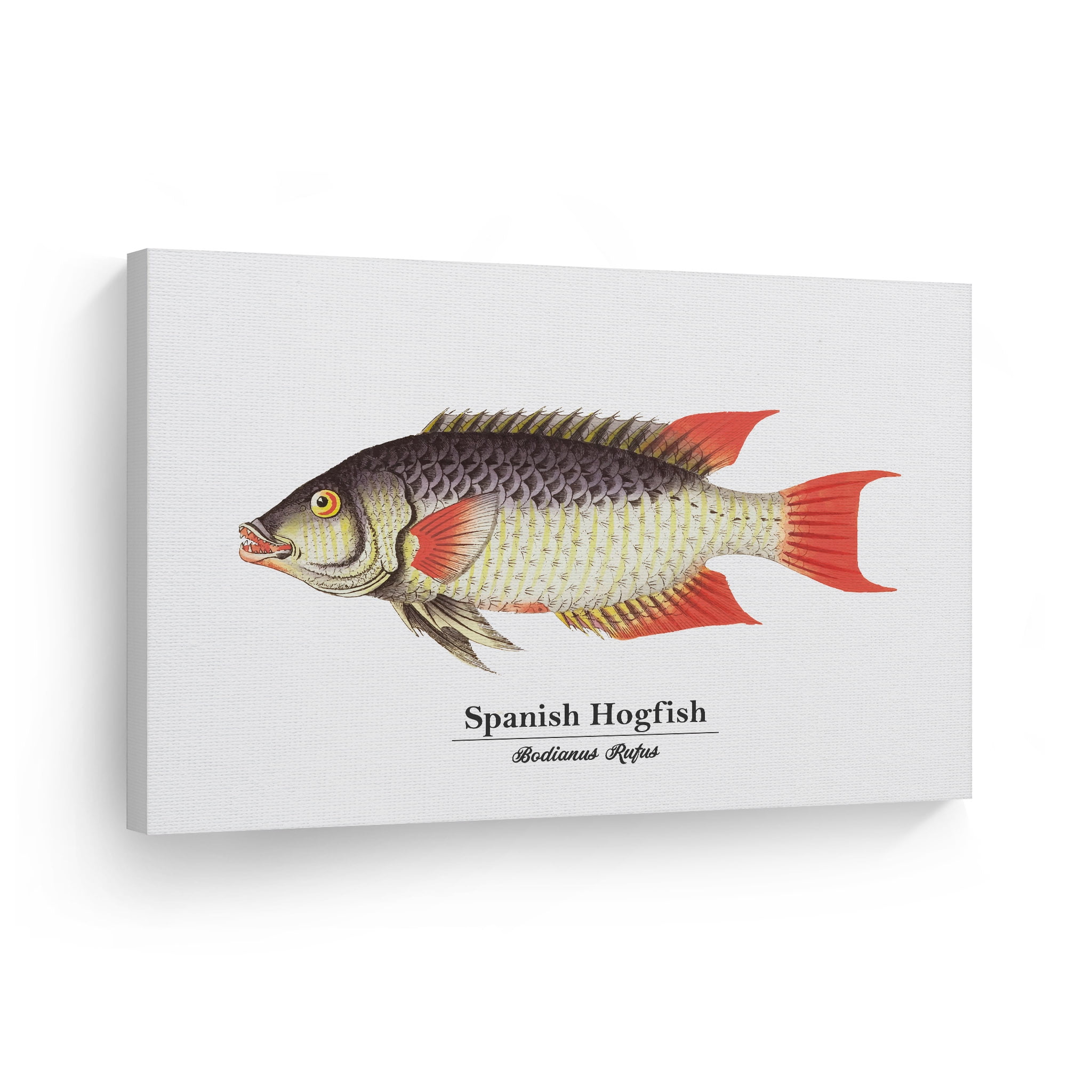 Smile Art Design Spanish Hogfish Bodianus Rufus Fish Painting Marine ...