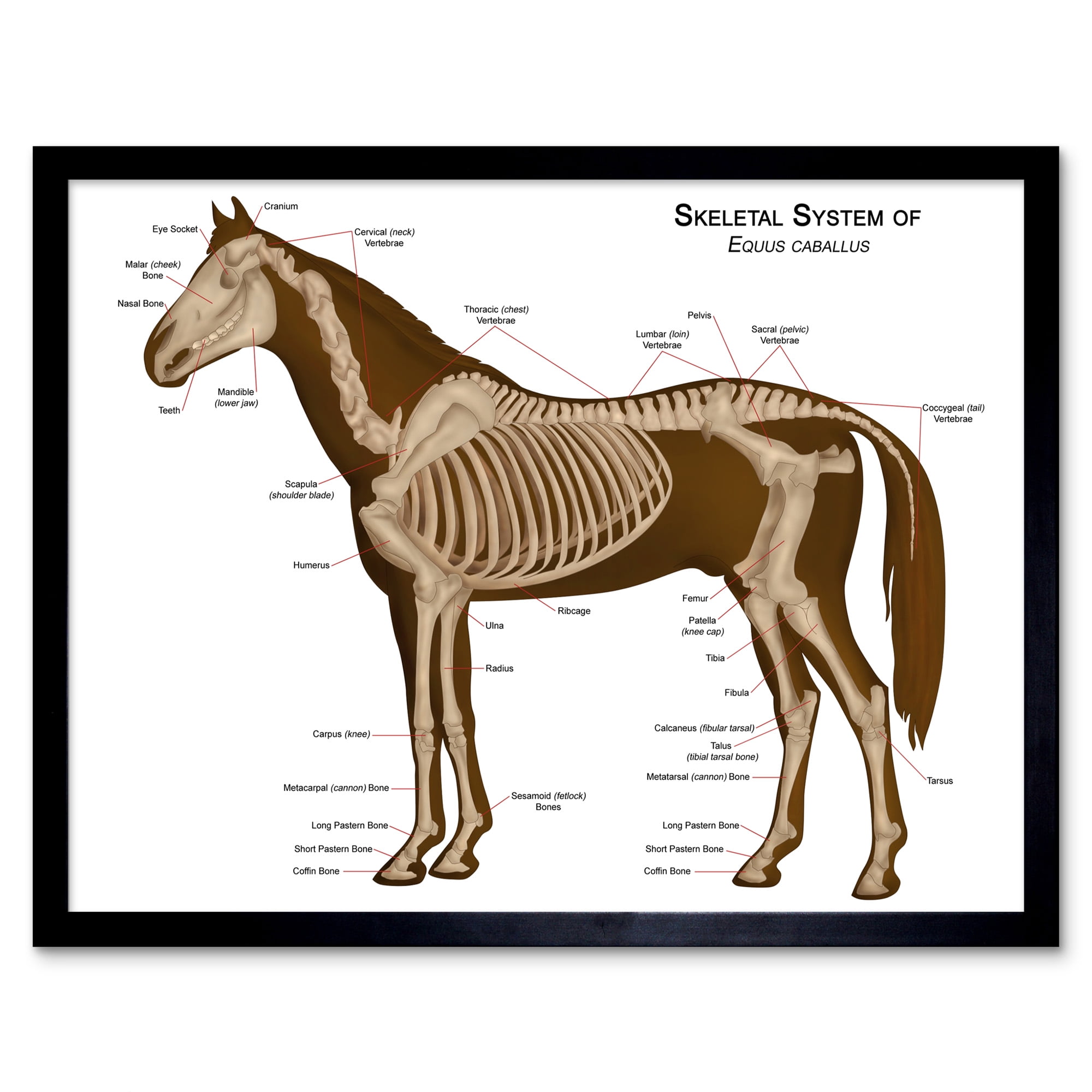 Skeletal System of Equine Veterinary Anatomy Chart Horse Animal Bones ...