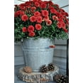 Better Homes & Gardens 1.5G Red Mum Live Plant in Decorative Pot Full ...