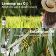 HIQILI Essential Oils Set, 6PCS*10ML Pure Plant Oil for Diffuser ...