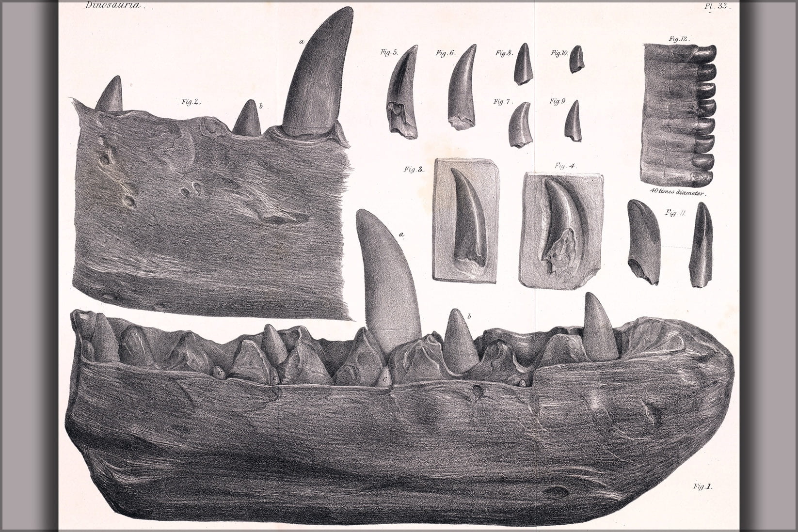 24"x36" Gallery Poster, Megalosaurus dinosaur jaw and teeth - Walmart.com