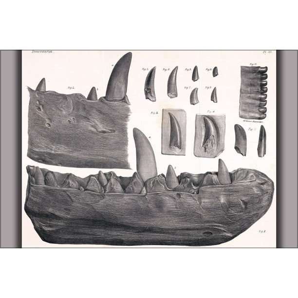 24"x36" Gallery Poster, Megalosaurus dinosaur jaw and teeth - Walmart.com