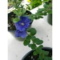 Beach Bum Blue I 3 Large Gallon Size Plants I Evolvulus Glomeratus I ...