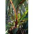 Wekiva Foliage Orange Crownshaft Palm, Extremely Rare Ornamental ...