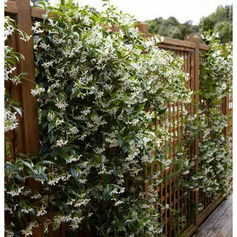 Star Jasmine Wall