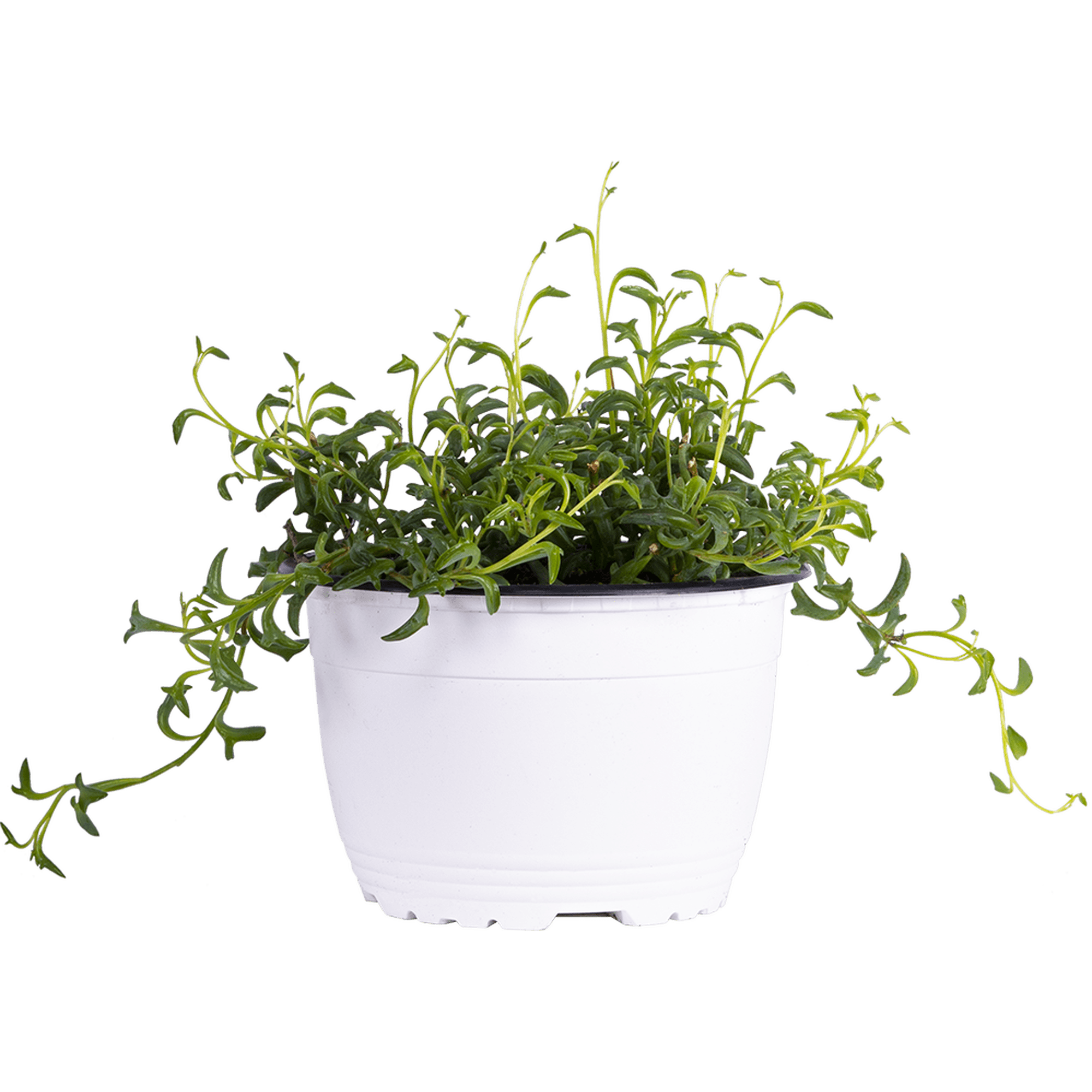 Click here for Plantsome Senecio Peregrinus String Of Dolphins (M... prices