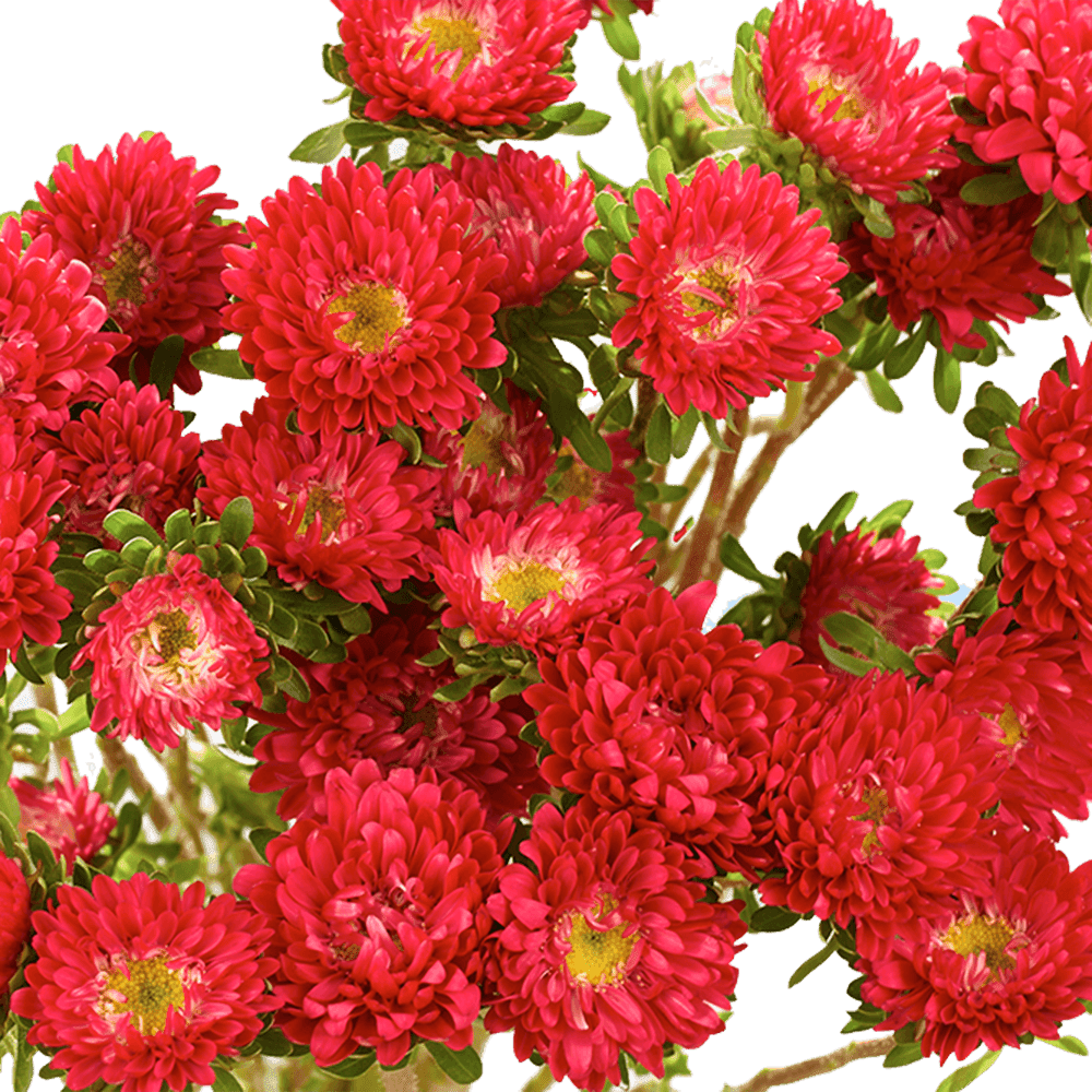 Red Aster