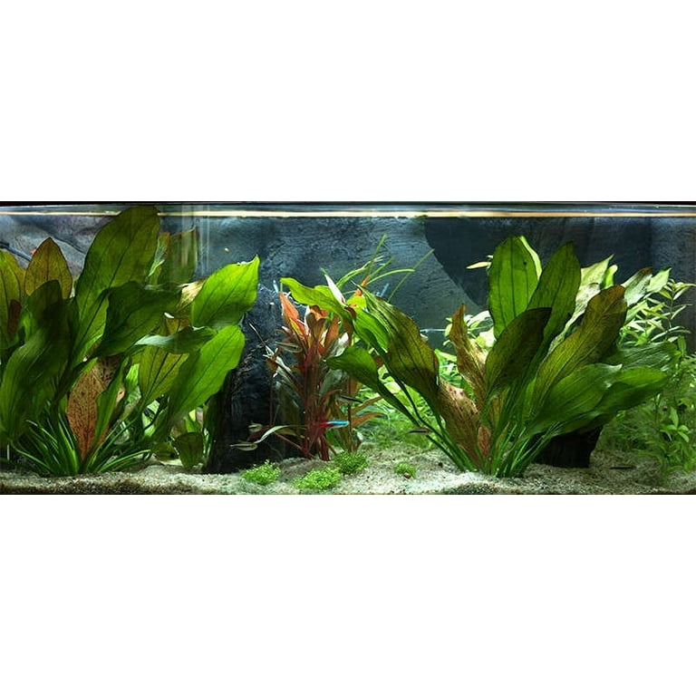Freshwater Aquarium Plant Sword