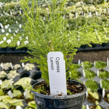 "Lemon Cypress Tree, Cupressus macrocarpa, Dwarf 4.5""-Pot Indoor ...