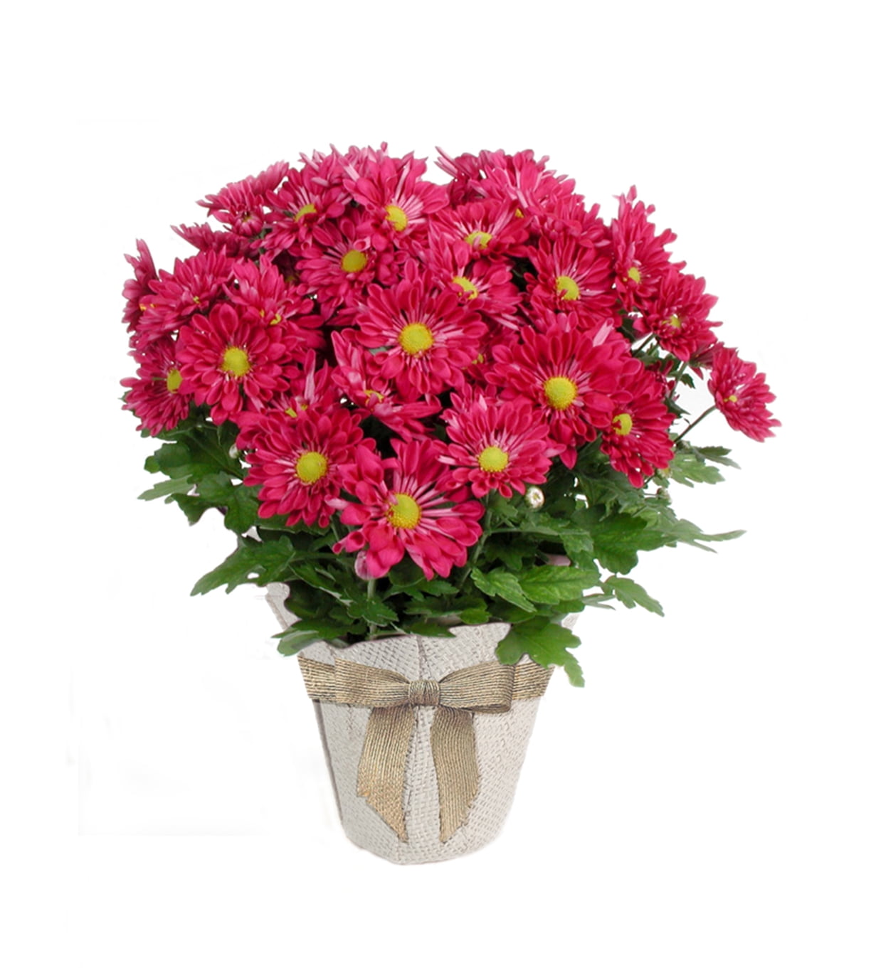 Expert Gardener 6IN Fuschia Fall Mum Live Plant in Burlap Pot Cover ...