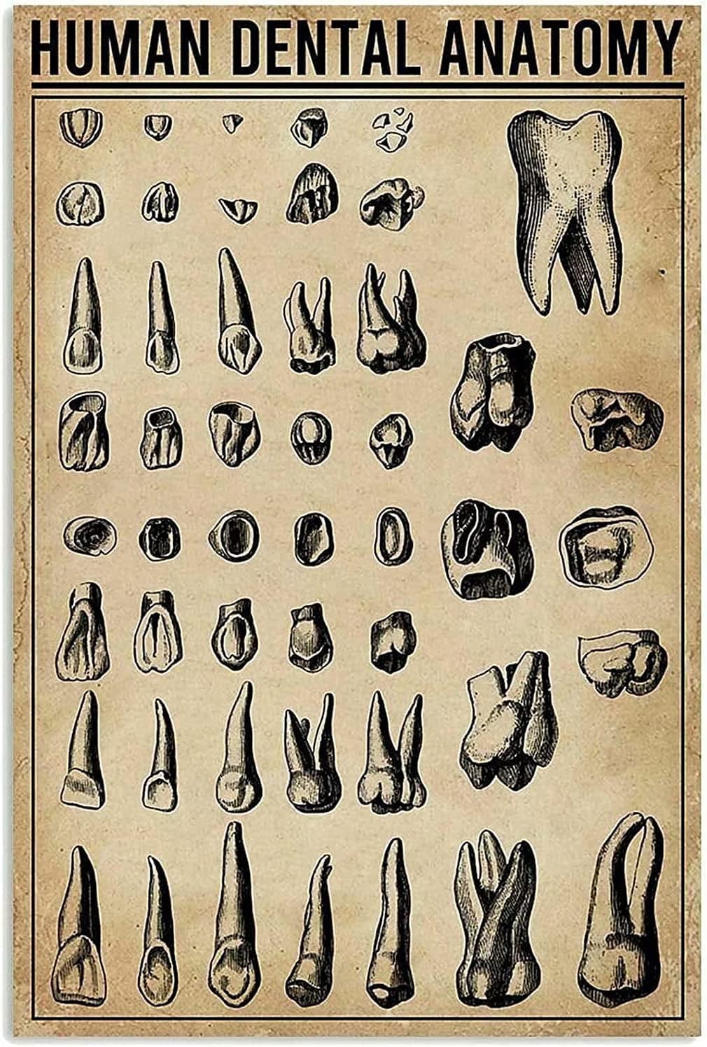 Vintage Teeth Anatomy