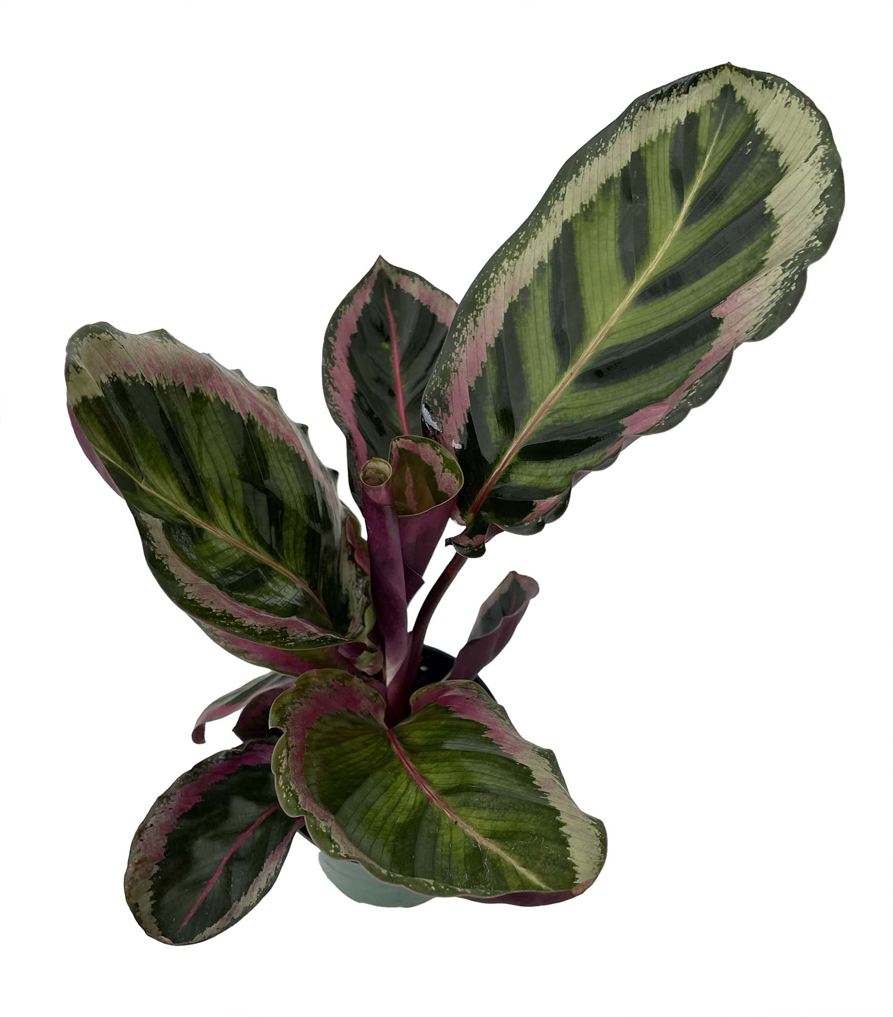 Angela Prayer Plant - Calathea roseopicta 'Angela' - 4" Pot - Walmart.com