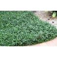 1 Gal. Asiatic Jasmine Shrub - Evergreen - Erosion Control - Walmart.com