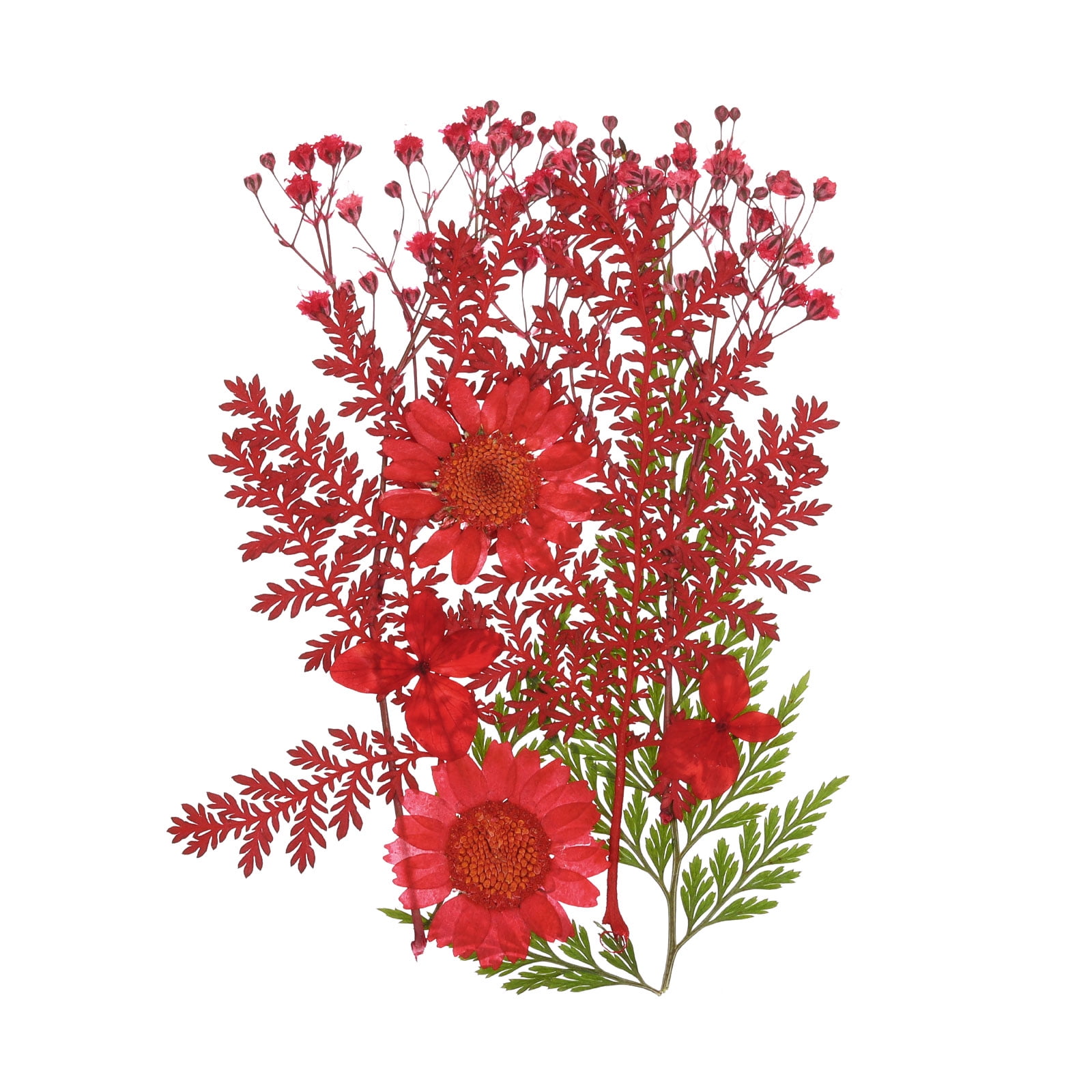 Click here for Uxcell Dried Pressed Real Flowers Pressed Flowers... prices