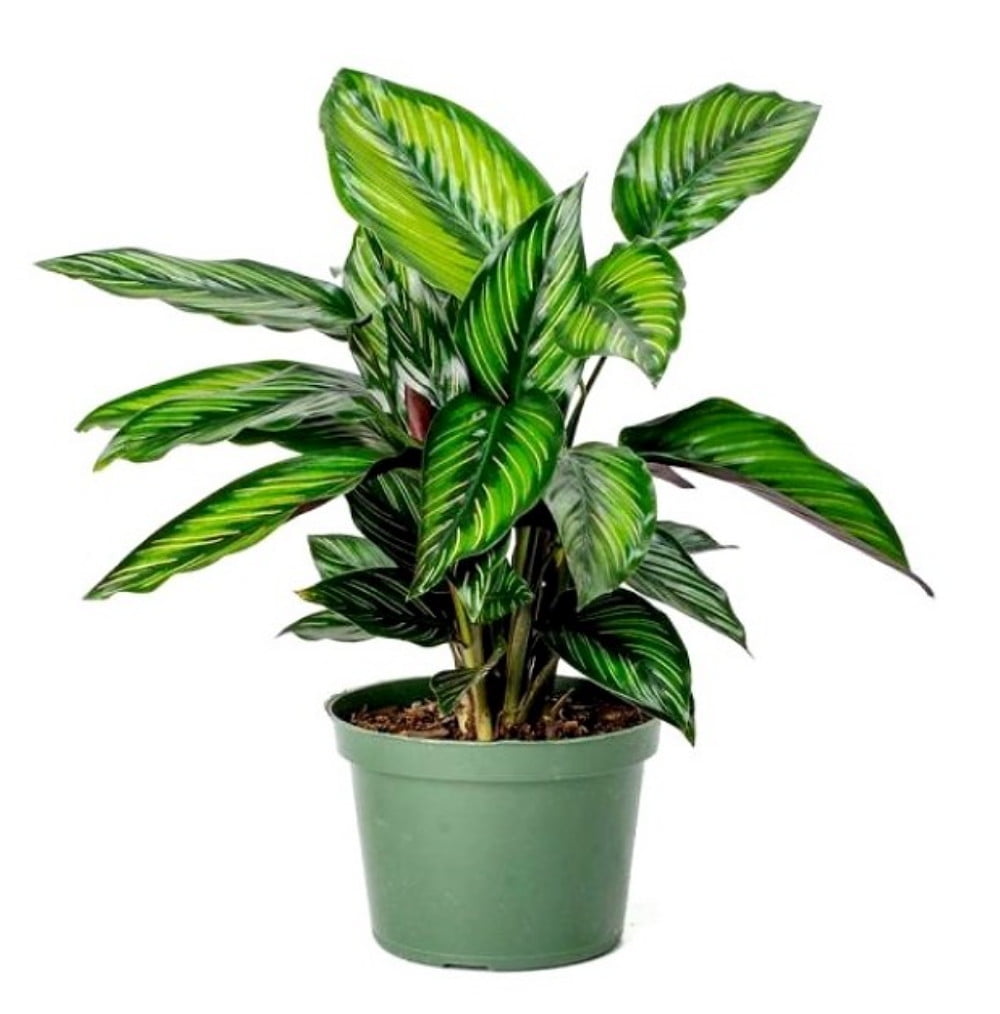 Beauty Star Peacock Plant - Calathea - Easy House Plant - 4" Pot ...