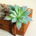Artifical Plastic Succulent Plant Echeveria Flower Home Office Decor ...