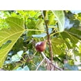 TomorrowSeeds - Fig Tree Seeds - 1800+ Count - For 2026 Planting Common ...