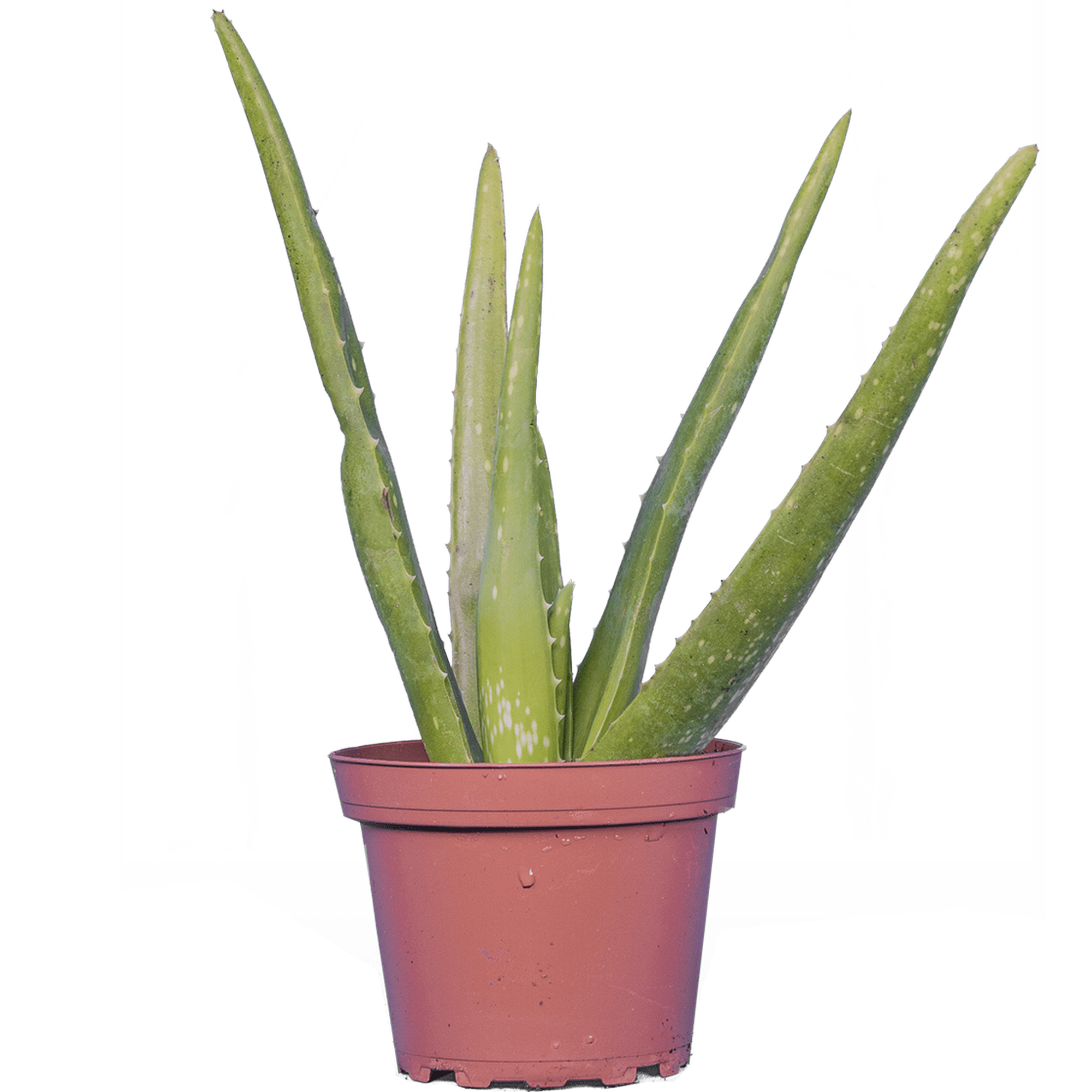 Click here for Plantsome Aloe Vera (S) Live Plants In 4 Growers P... prices