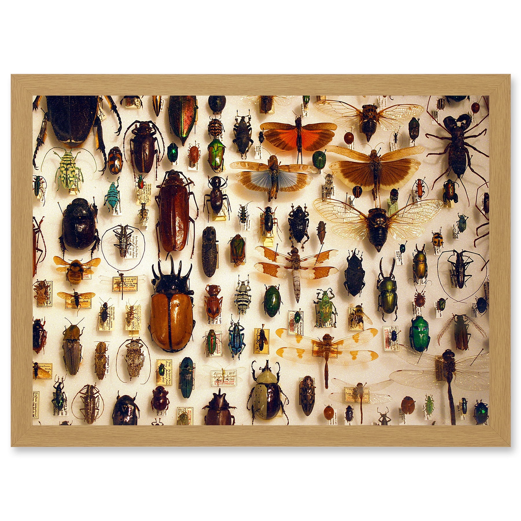 Nature Photo Taxidermy Varied Insect Collection Cabinet Artwork Framed ...