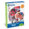 Learning Resources Brain Anatomy Model, Plastic, 31 Pieces - Walmart.com