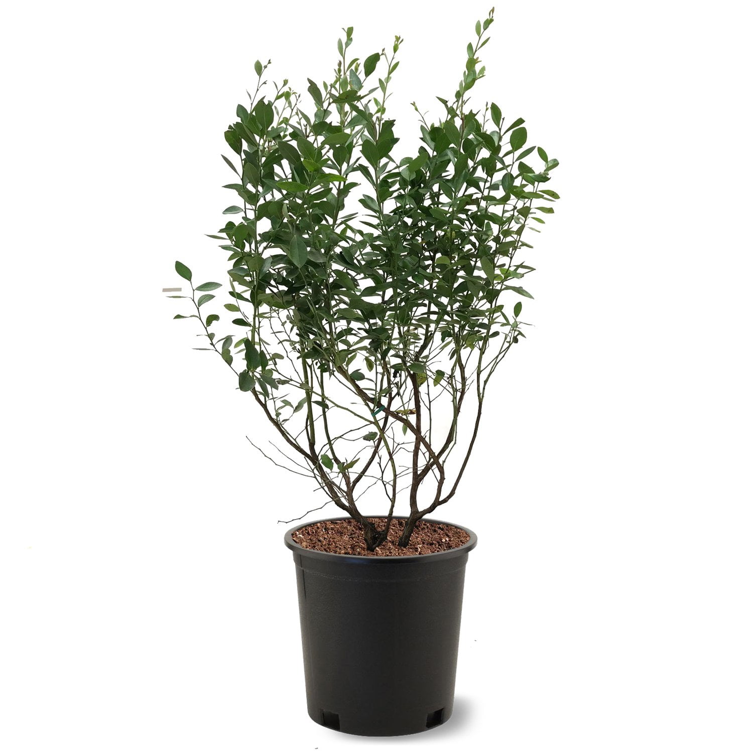 Simpson Nurseries 18" Austin Rabbiteye Blueberry Live Plant with Pot ...