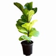 Fiddle Leaf Fig Tree Live Indoor Plant – 4 Inch Pot - Walmart.com