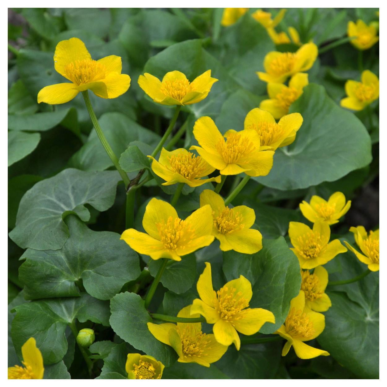 Everwilde Farms - 1 lb Marsh Marigold Native Wildflower Seeds - Gold ...