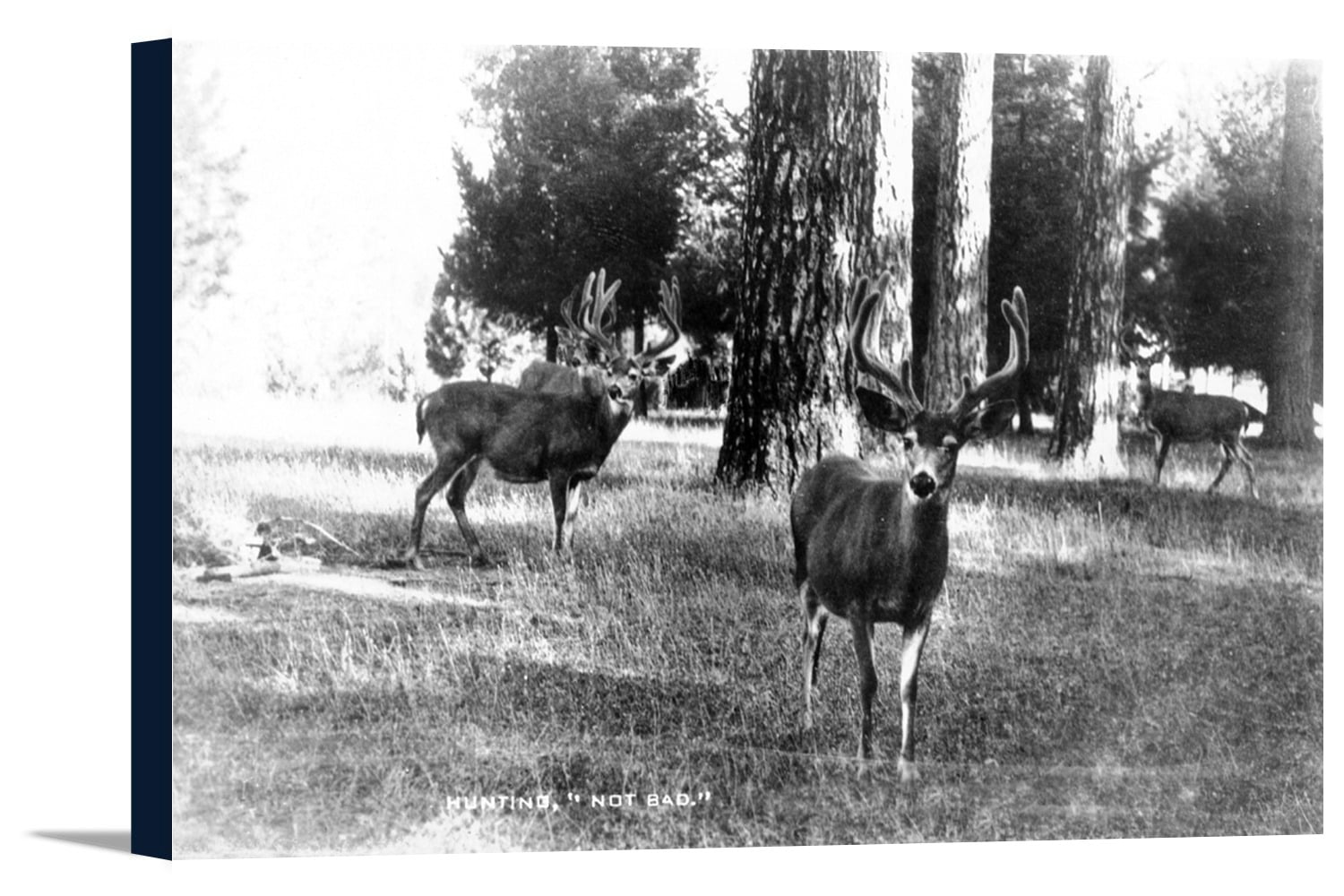 View of Four Deer in the Woods (18x11.25 Gallery Wrapped Stretched ...