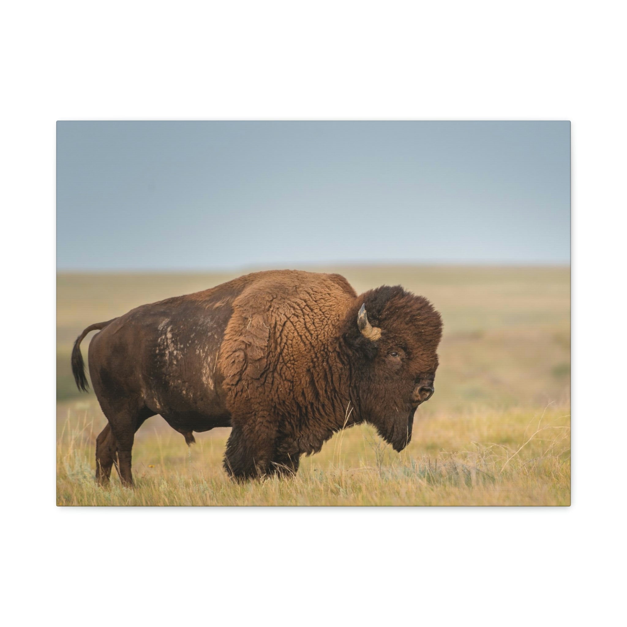 Majestic Bison Art Majestic Bison Print Animal Wall Art Wildlife Canvas ...