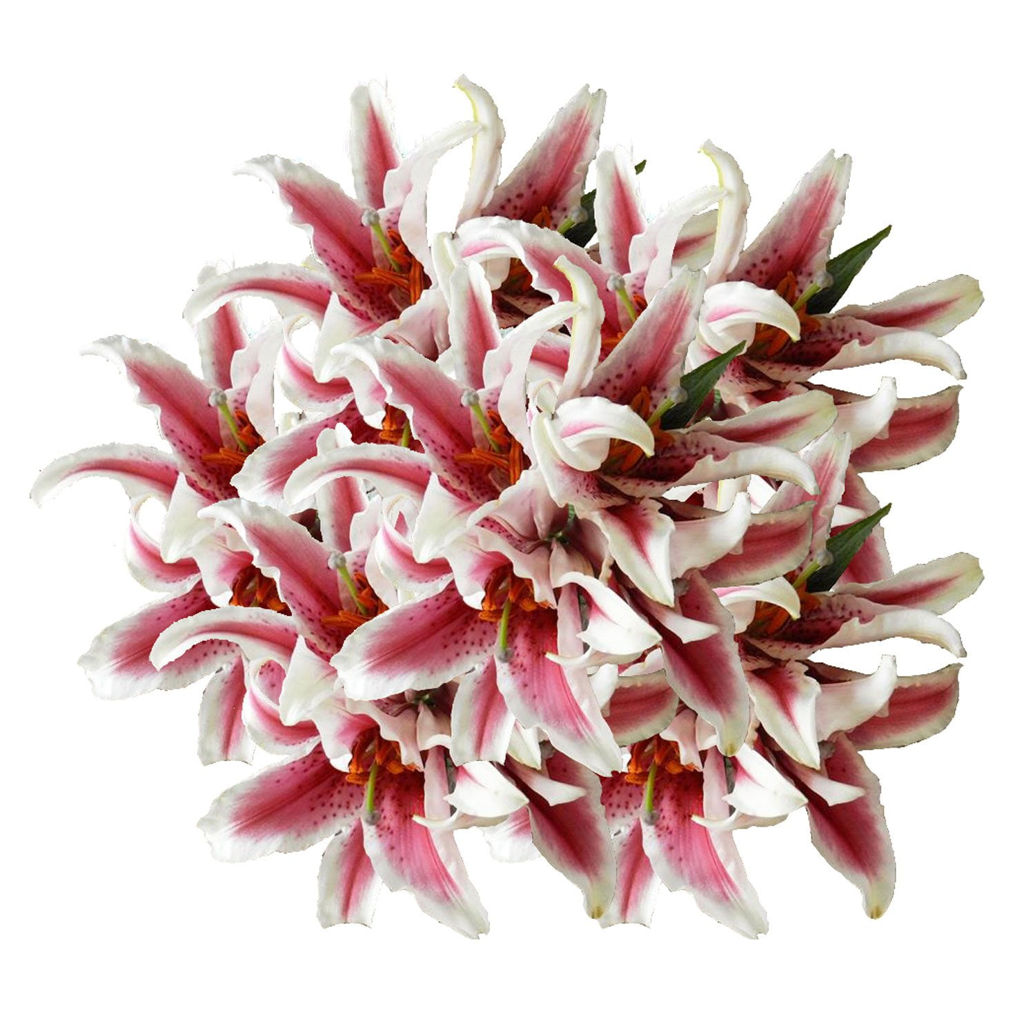 Member's Mark Oriental Trumpet Lilies, Choose color and stem count ...