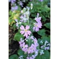 100 PINK FAIRY PRIMROSE Primula Malacoides Baby Primrose Shade ...