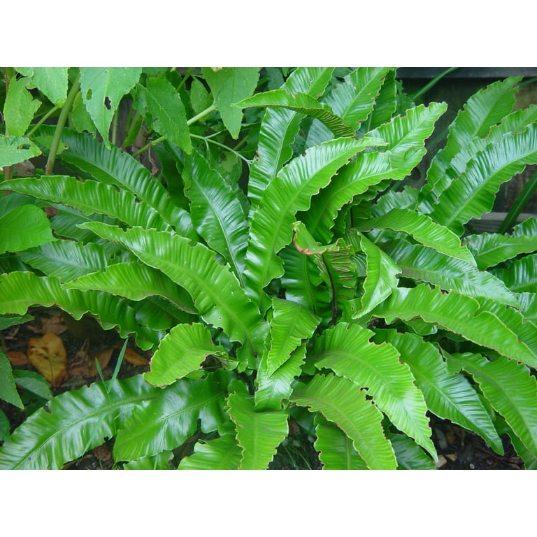Phyllitis Scolopendrium