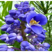 Blue Ginger Dichorisandra Thyrsiflora Flower Plant Bulb Root 1 Pack (2 ...