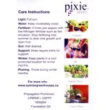 Amazing Pixie Riesling Grape Vine Plant -2.5" Pot- World's 1st Dwarf ...