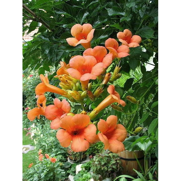 Hummingbird Vine Seeds