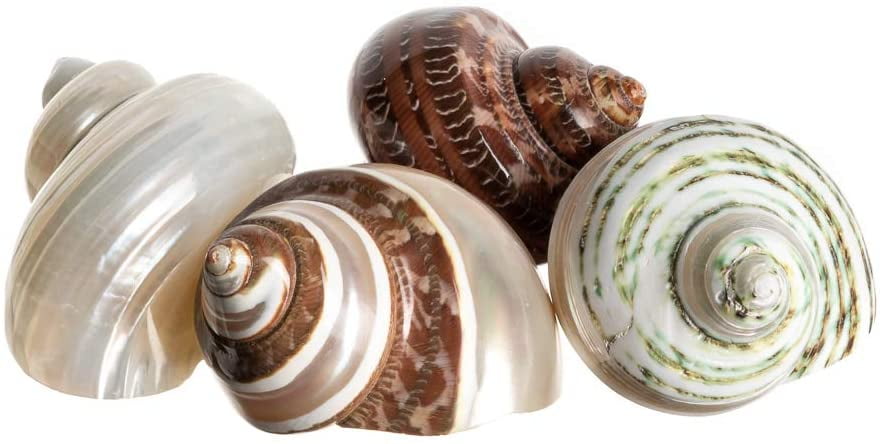 Hermit Crab Shells | 4 Turbo Shells 2"-2.5" | Assorted Polished ...