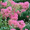 National Plant Network Live Shrub 3 gal Dwarf Crepe Myrtle 'Pocomoke' with Full Sunlight ...