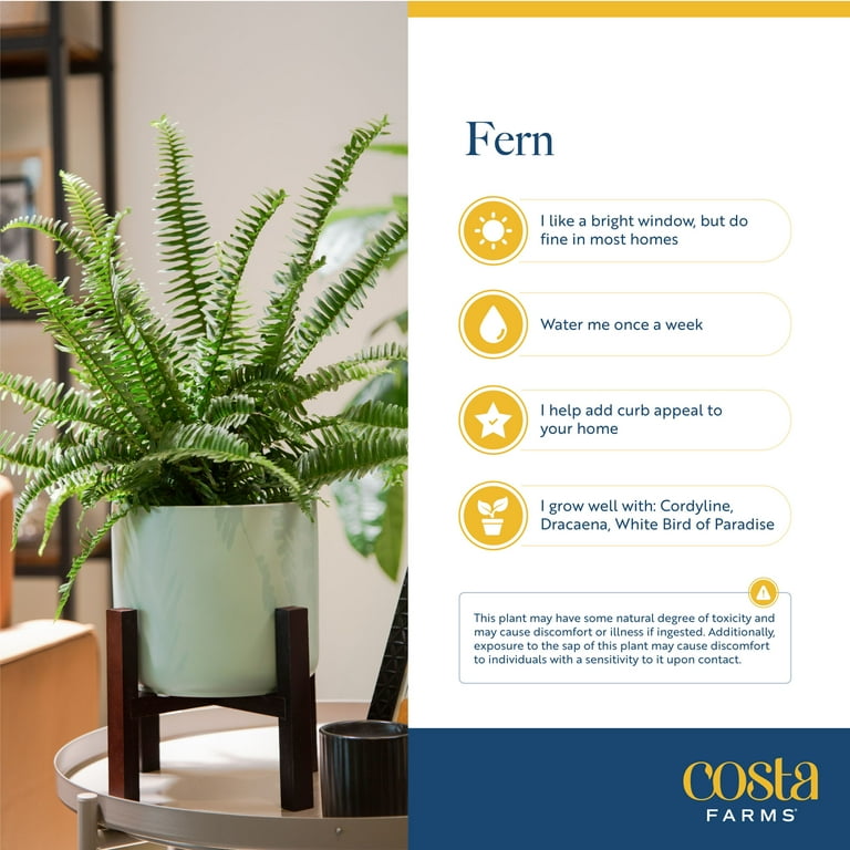 Potted Ferns Plants