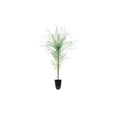 Virginia Pine 10 Live Trees - Unique Evergreen Specimen Planting, Pinus ...